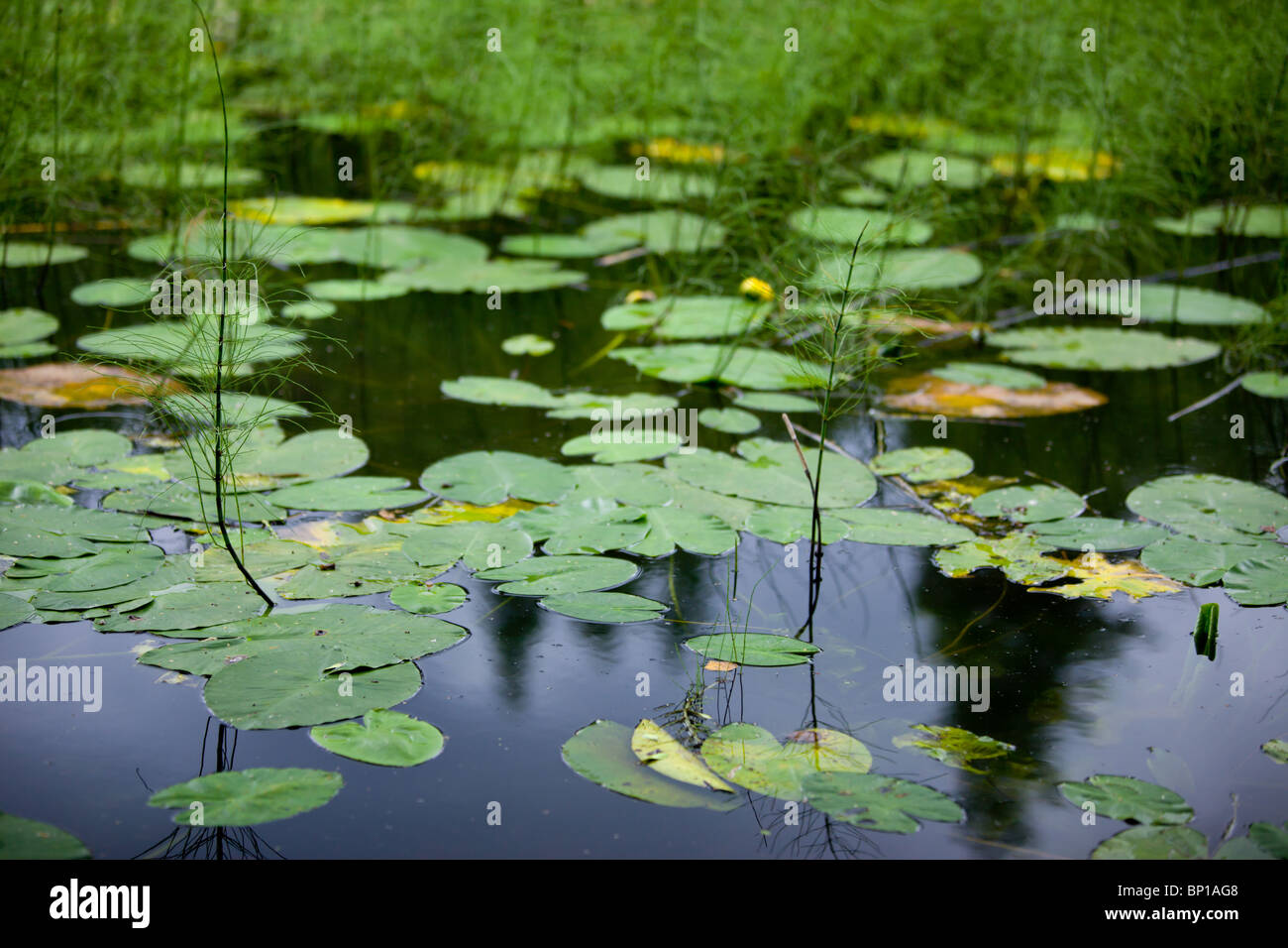 Water lily's floating on an ornamental pool on the Bowhill Estate Stock ...