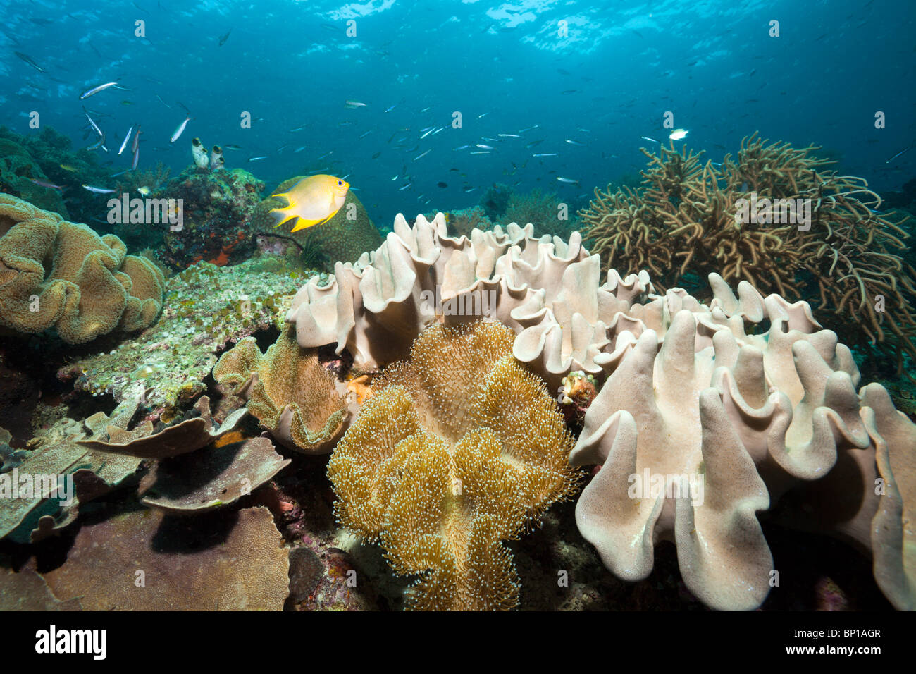 Coral Reef, Raja Ampat, Indonesia Stock Photo - Alamy