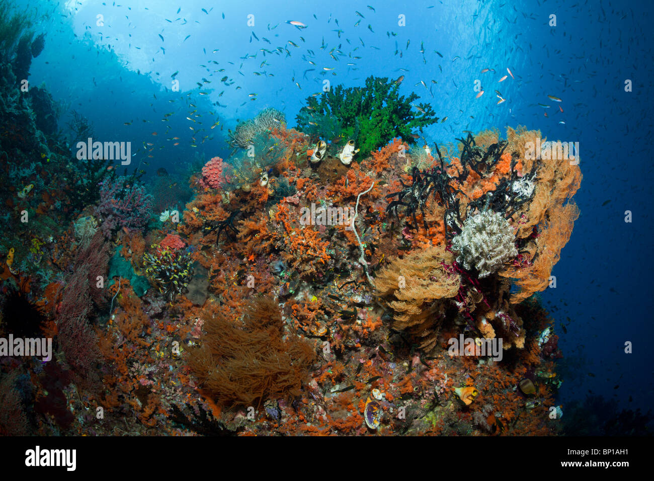 Coral Reef, Raja Ampat, Indonesia Stock Photo - Alamy