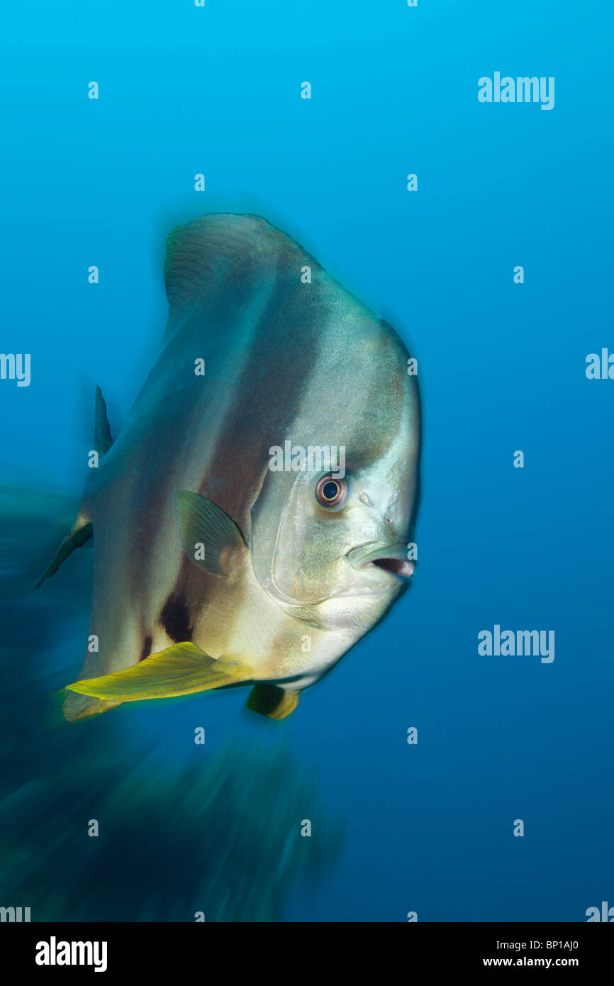 Longfin batfish close up hi-res stock photography and images - Alamy