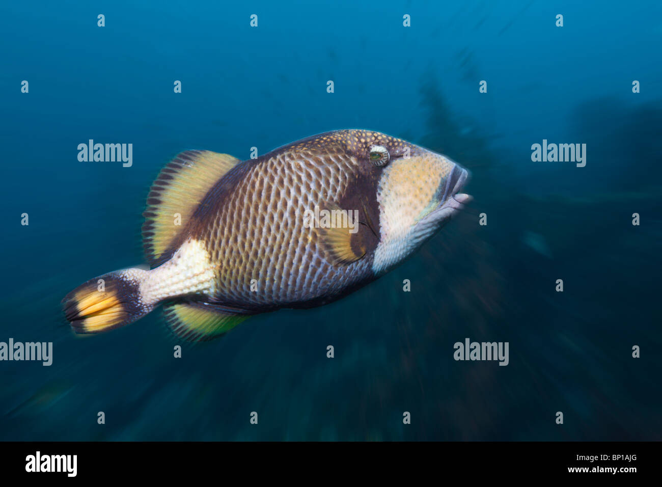 Green Triggerfish, Balistoides viridescens, Raja Ampat, Indonesia Stock ...