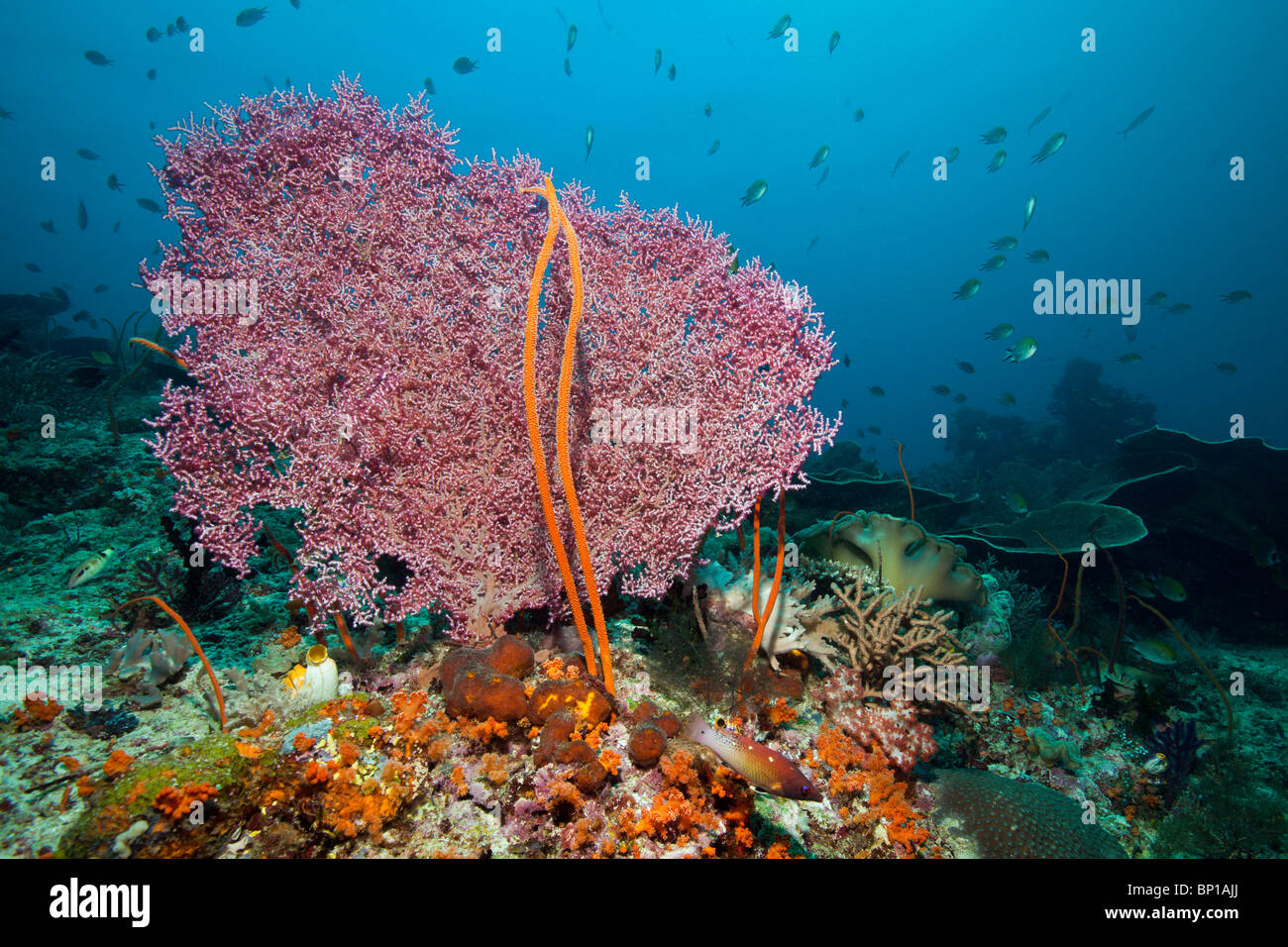 Colorful Coral Reef, Raja Ampat, Indonesia Stock Photo - Alamy