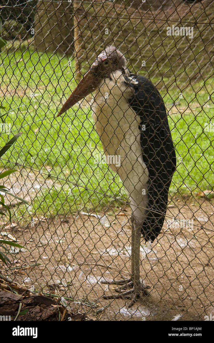 France, Brittany, Pleugueneuc zoo, marabou stork Stock Photo - Alamy