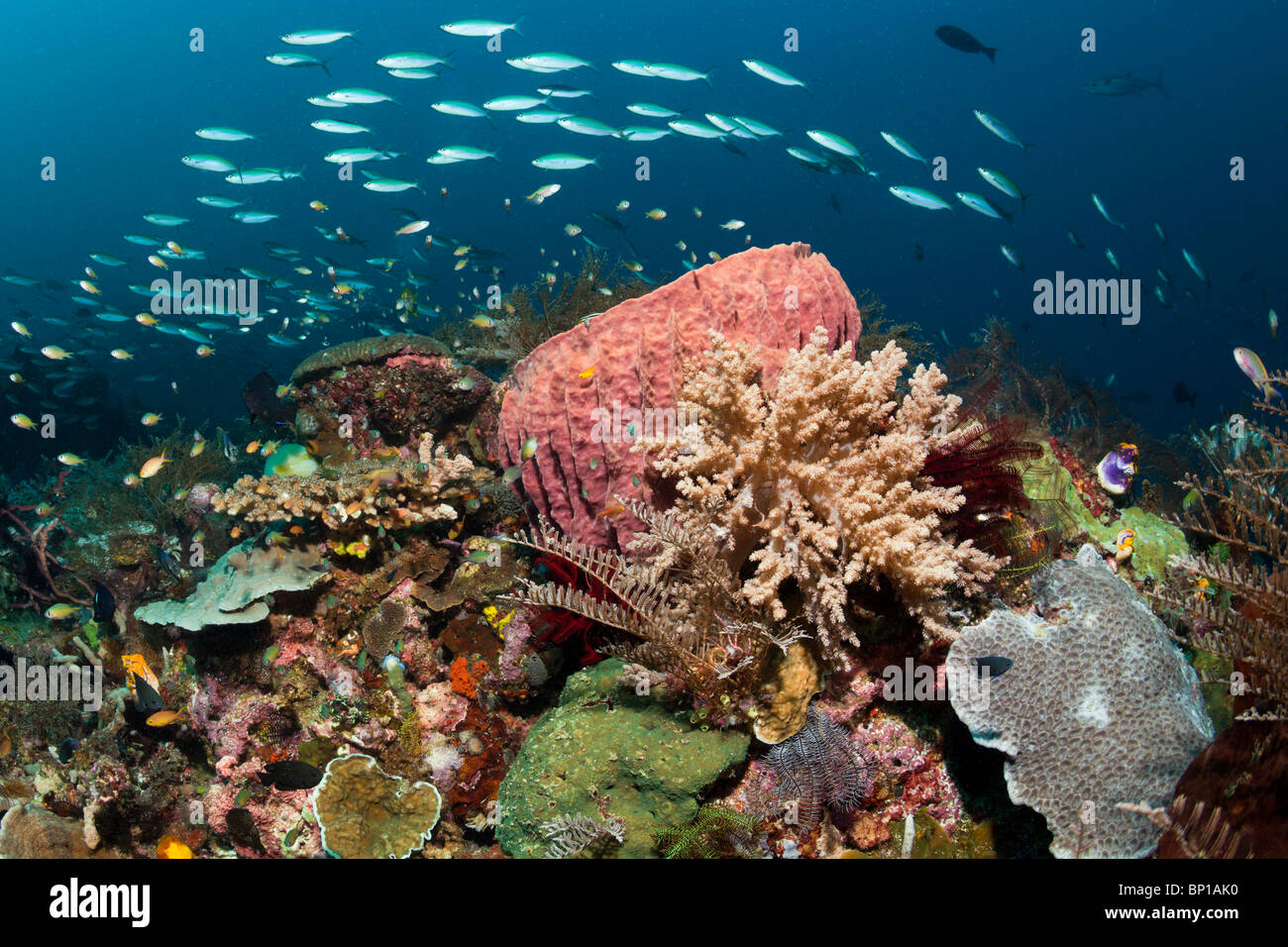 Rich Coral Reef, Raja Ampat, Indonesia Stock Photo - Alamy