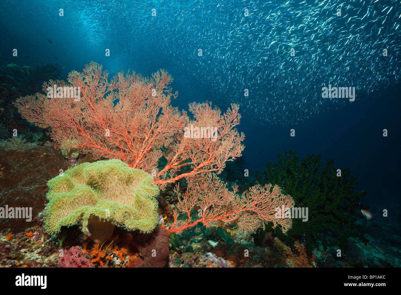 Colorful Coral Reef, Raja Ampat, Indonesia Stock Photo - Alamy