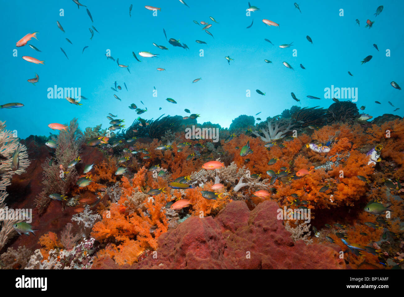 Colorful Coral Reef, Raja Ampat, Indonesia Stock Photo - Alamy