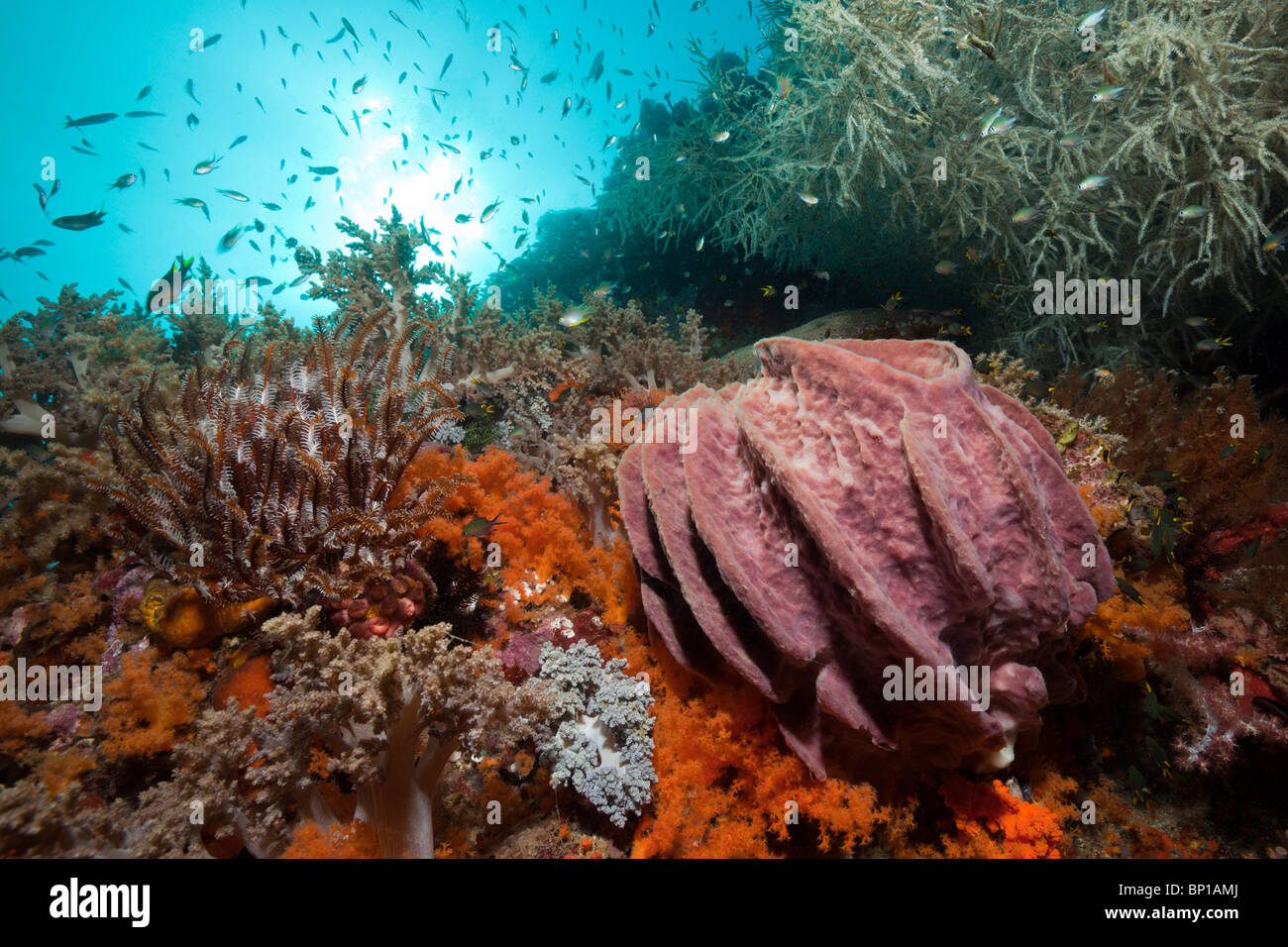 Colorful Coral Reef, Raja Ampat, Indonesia Stock Photo - Alamy
