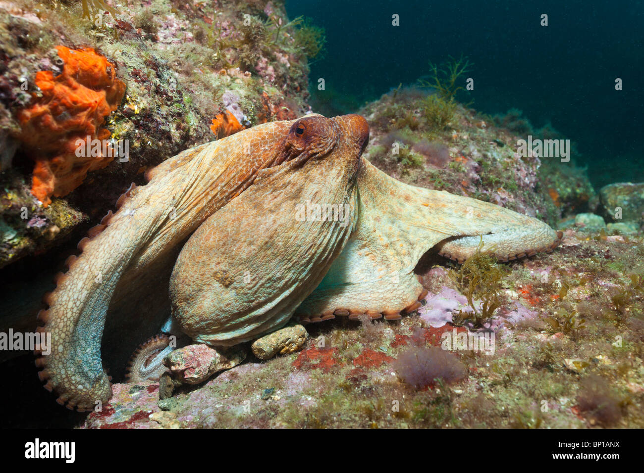 Common octopus octopus vulgaris hi-res stock photography and images - Alamy