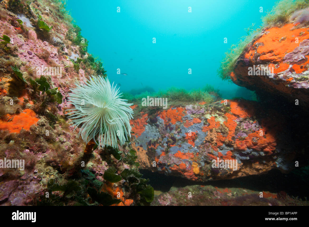 Spiral tube worm on reef hi-res stock photography and images - Alamy