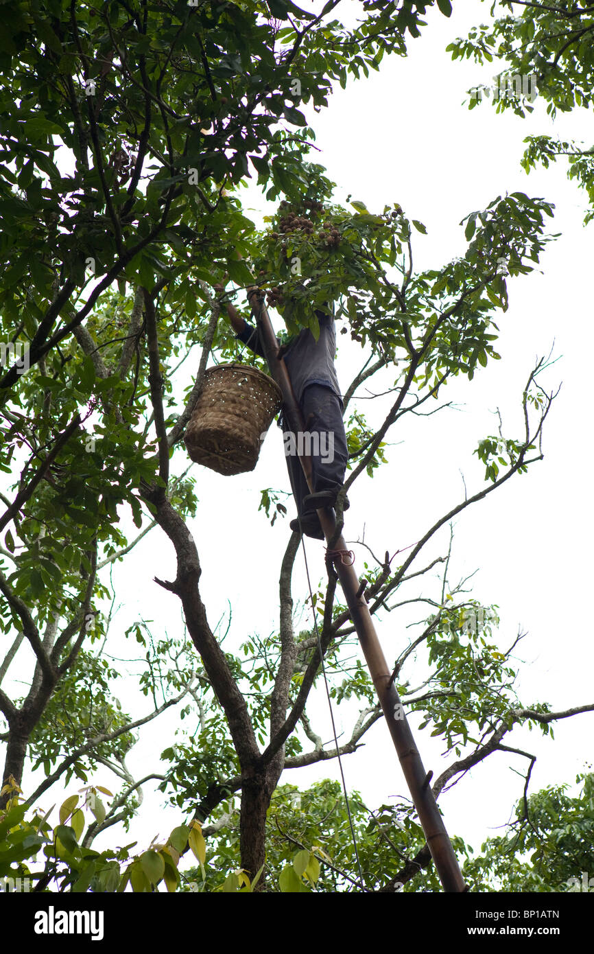 Fruit picker hi-res stock photography and images - Alamy