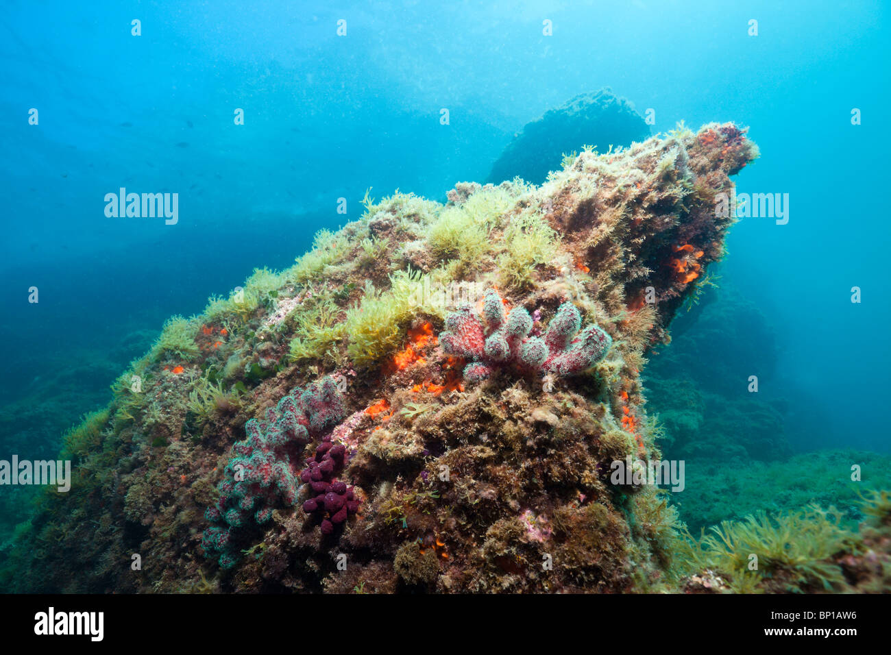 Finger soft coral on reef hi-res stock photography and images - Alamy