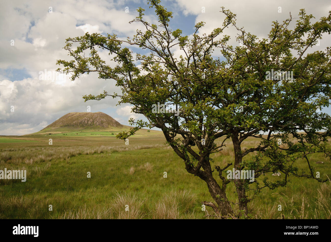 Slemish Mountain/Hill, County Antrim, Northern Ireland, a plug of ...