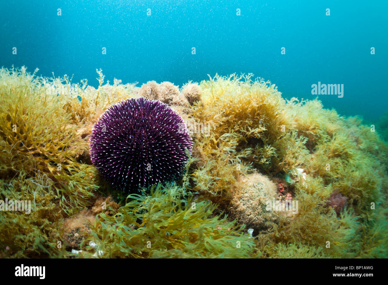 Mediterranean Purple Sea Urchin, Sphaerechinus granularis, Cap de Creus ...