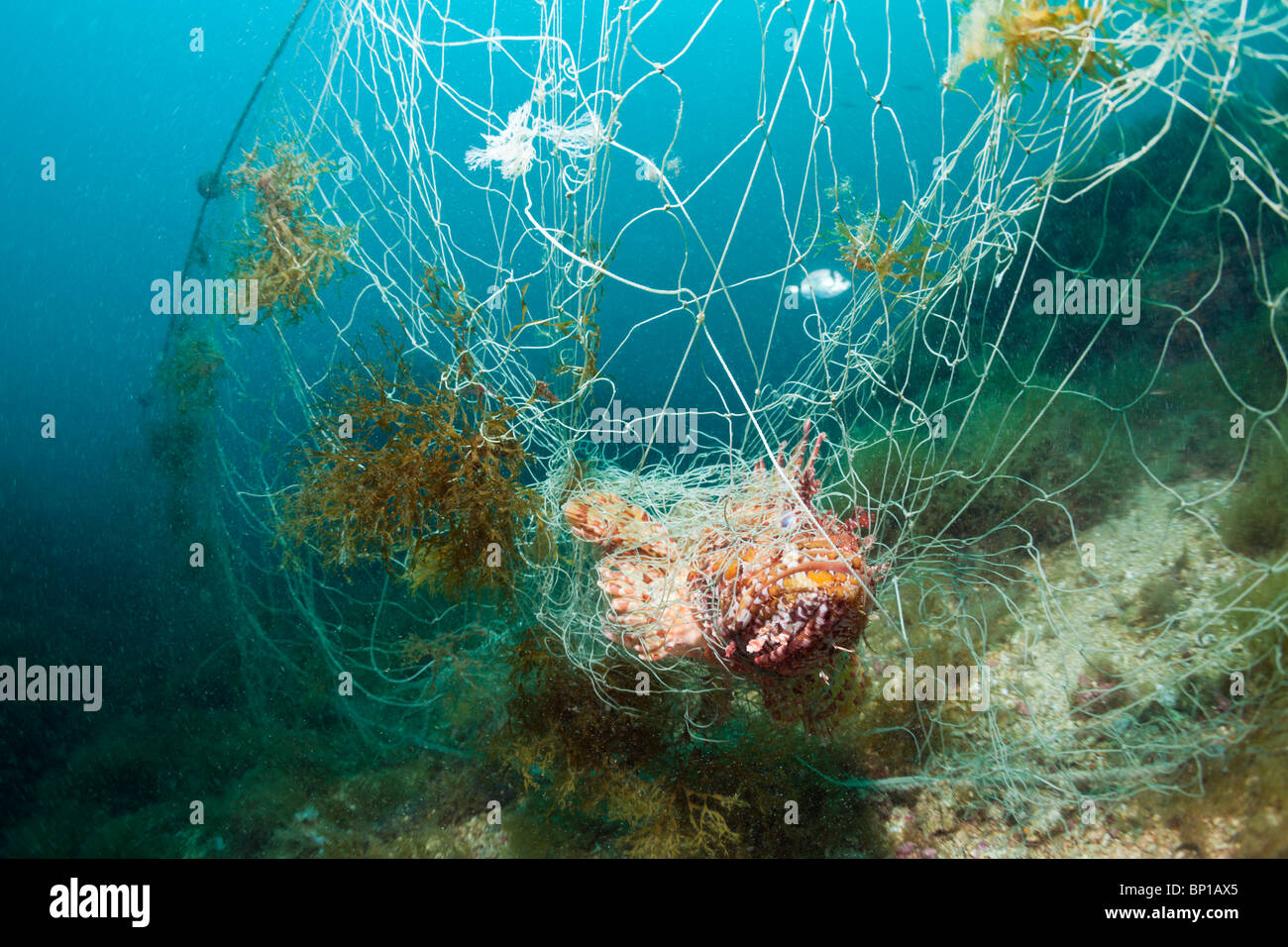 Great drag net hi-res stock photography and images - Alamy