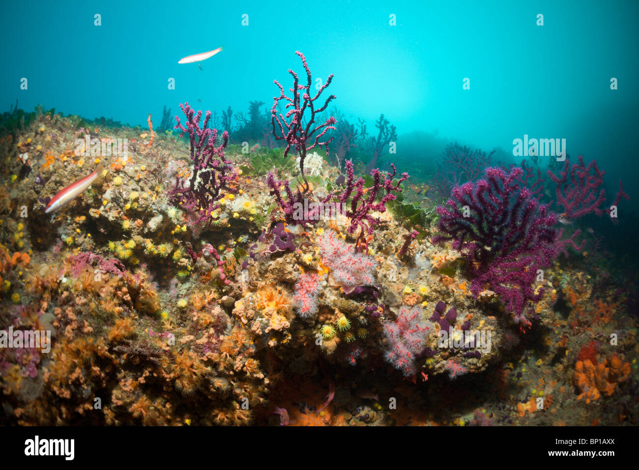 Gem sea anemone hi-res stock photography and images - Alamy