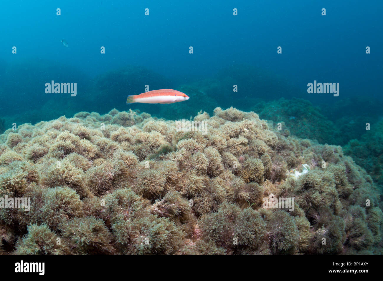 Rainbow wrasse over algae hi-res stock photography and images - Alamy