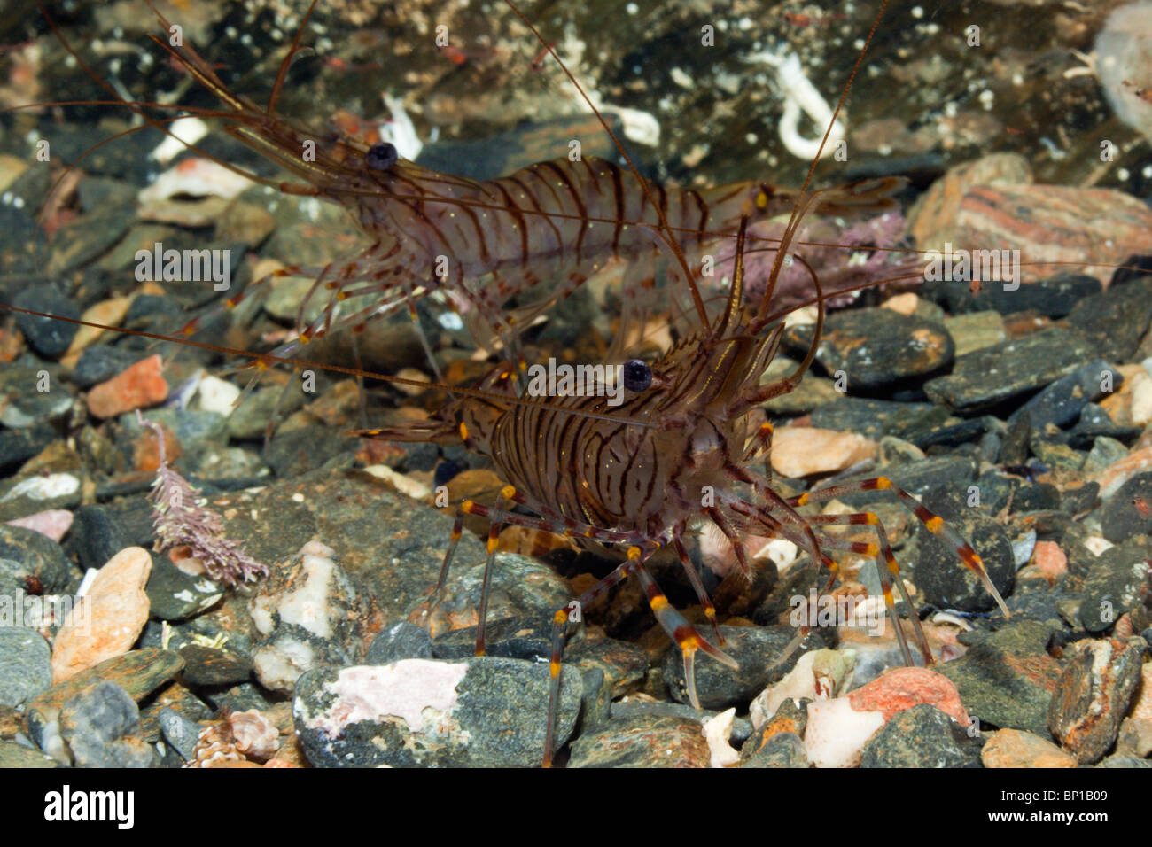 Palaemon elegans hi-res stock photography and images - Alamy