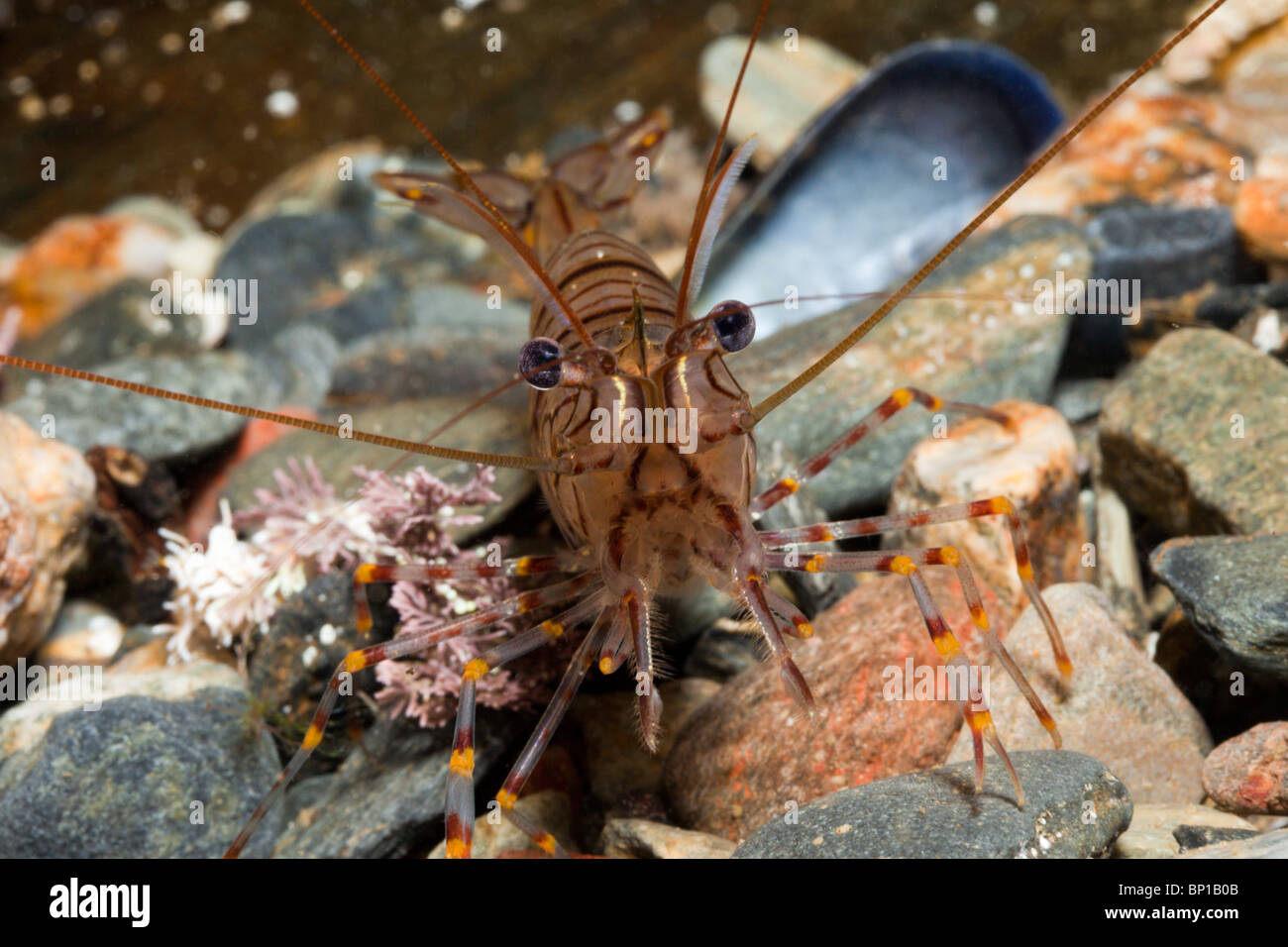 Close up palaemon shrimp underwater hi-res stock photography and images ...