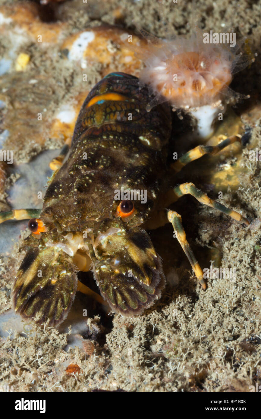 Lesser locust lobster hi-res stock photography and images - Alamy