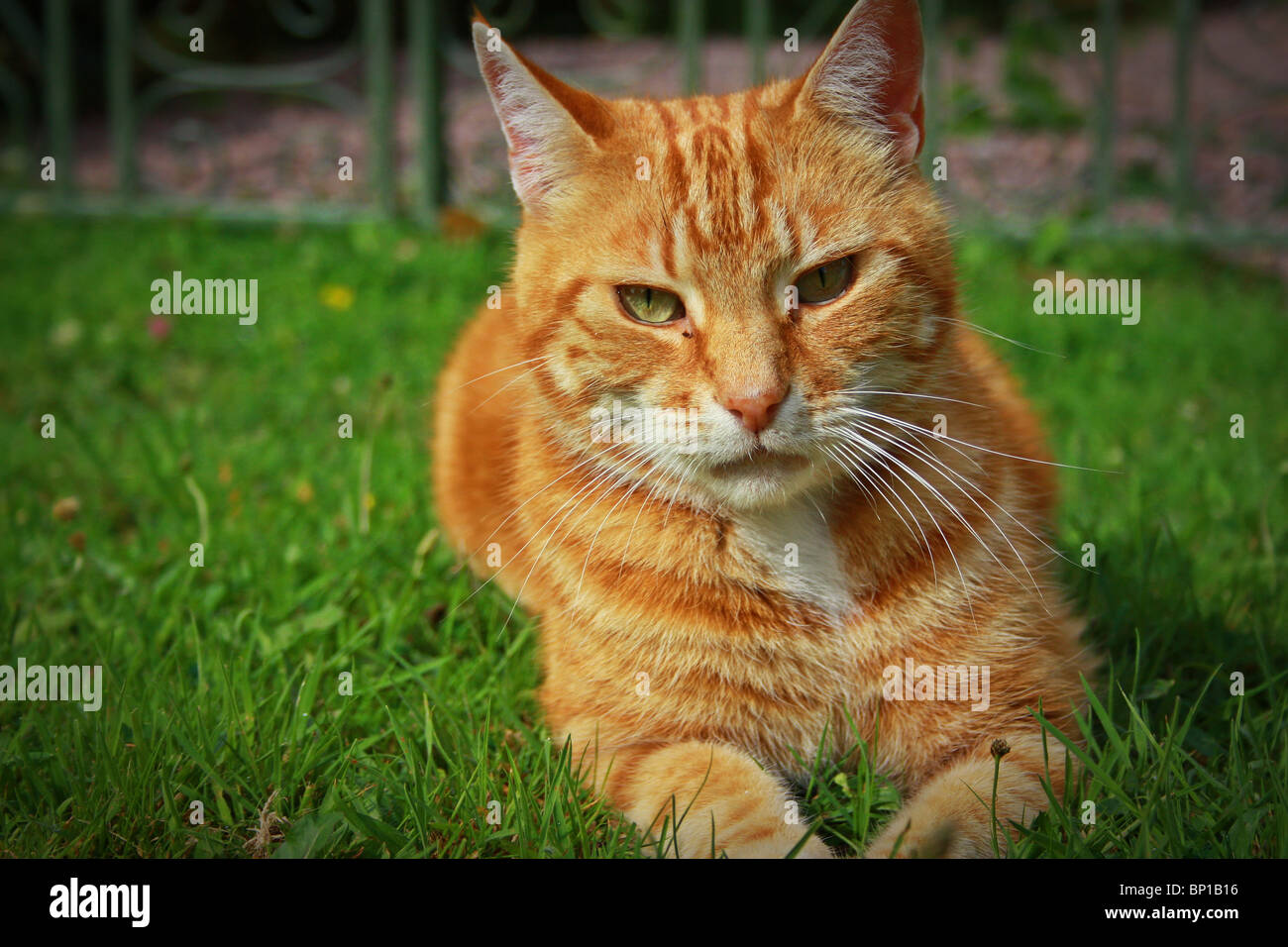 Ginger cat staring hi-res stock photography and images - Alamy