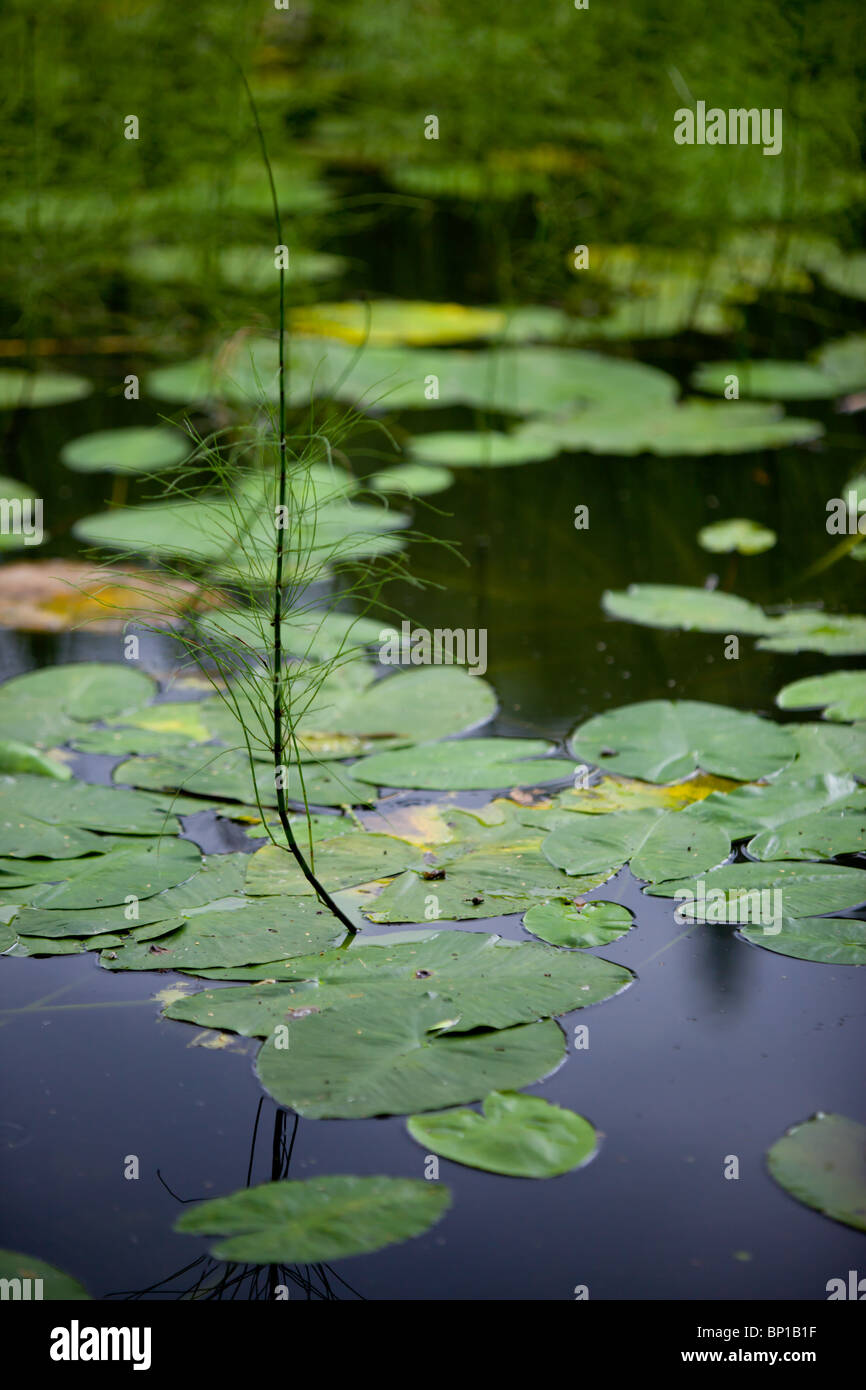 Water lily's floating on an ornamental pool on the Bowhill Estate Stock ...