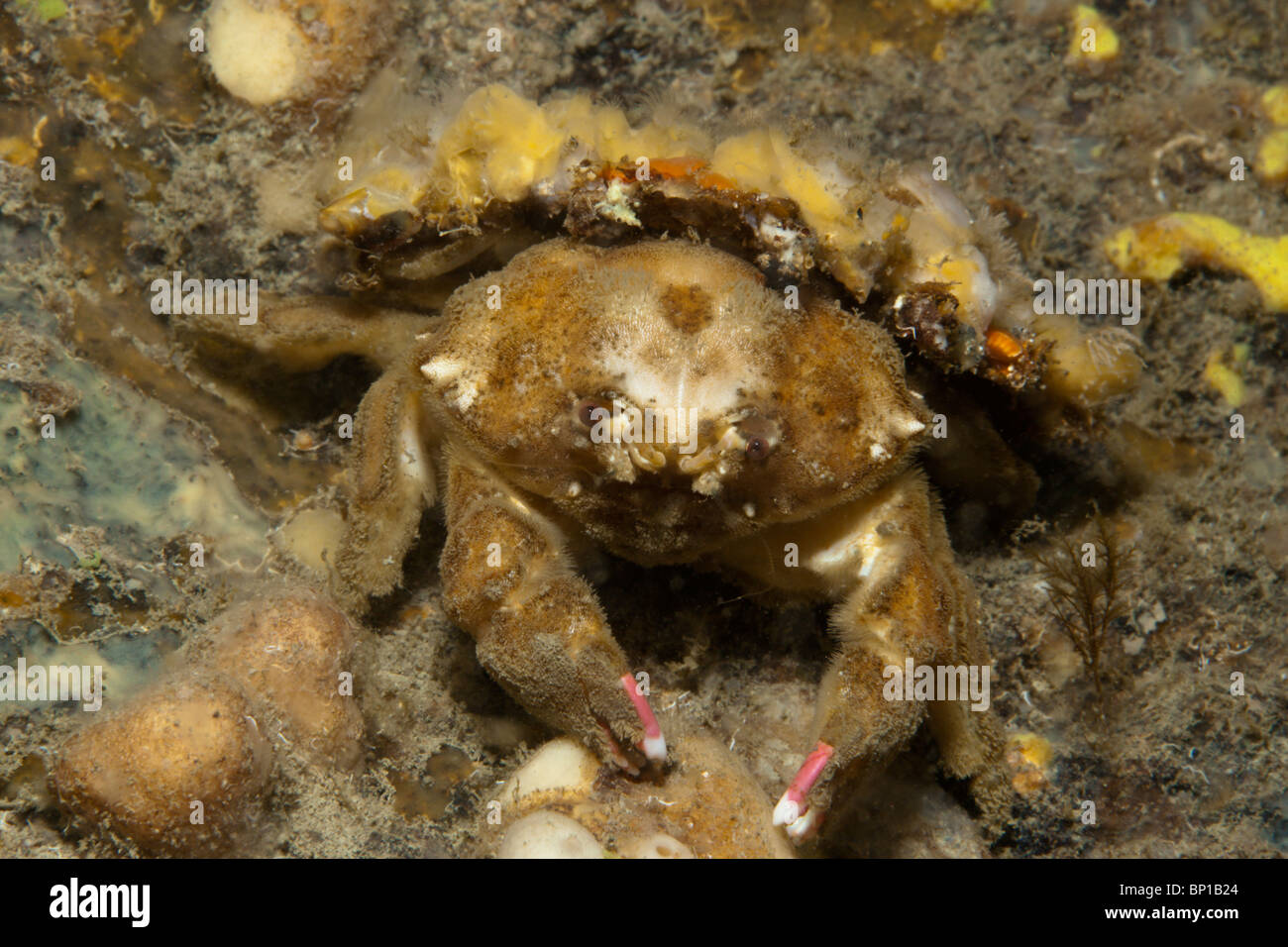 Sponge crab camouflages with sponge hi-res stock photography and images ...
