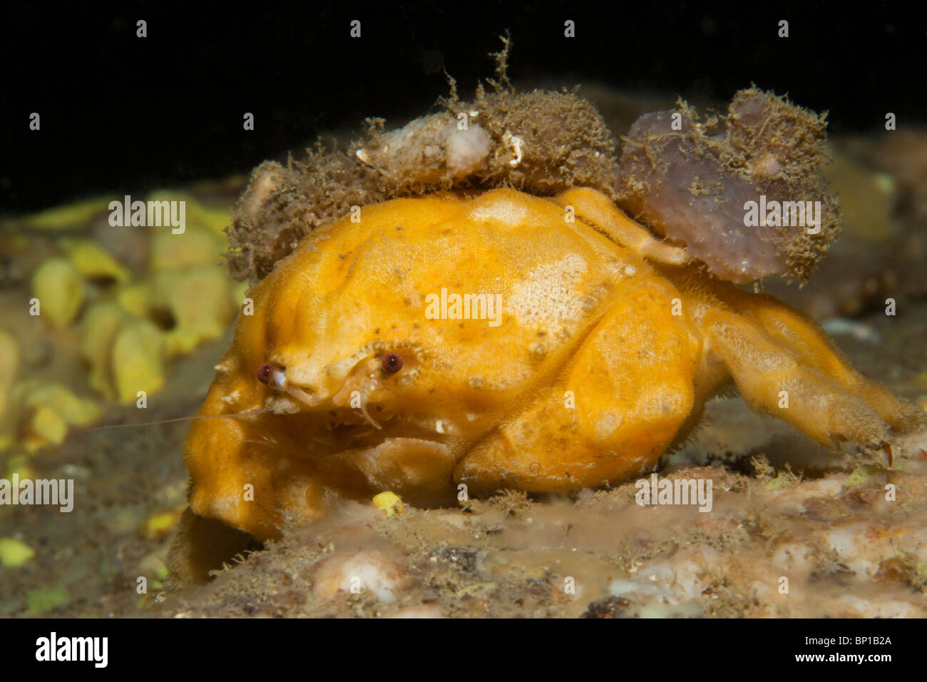 Yellow Sponge Crab camouflages with Sponge, Dromia personata, Cap de ...