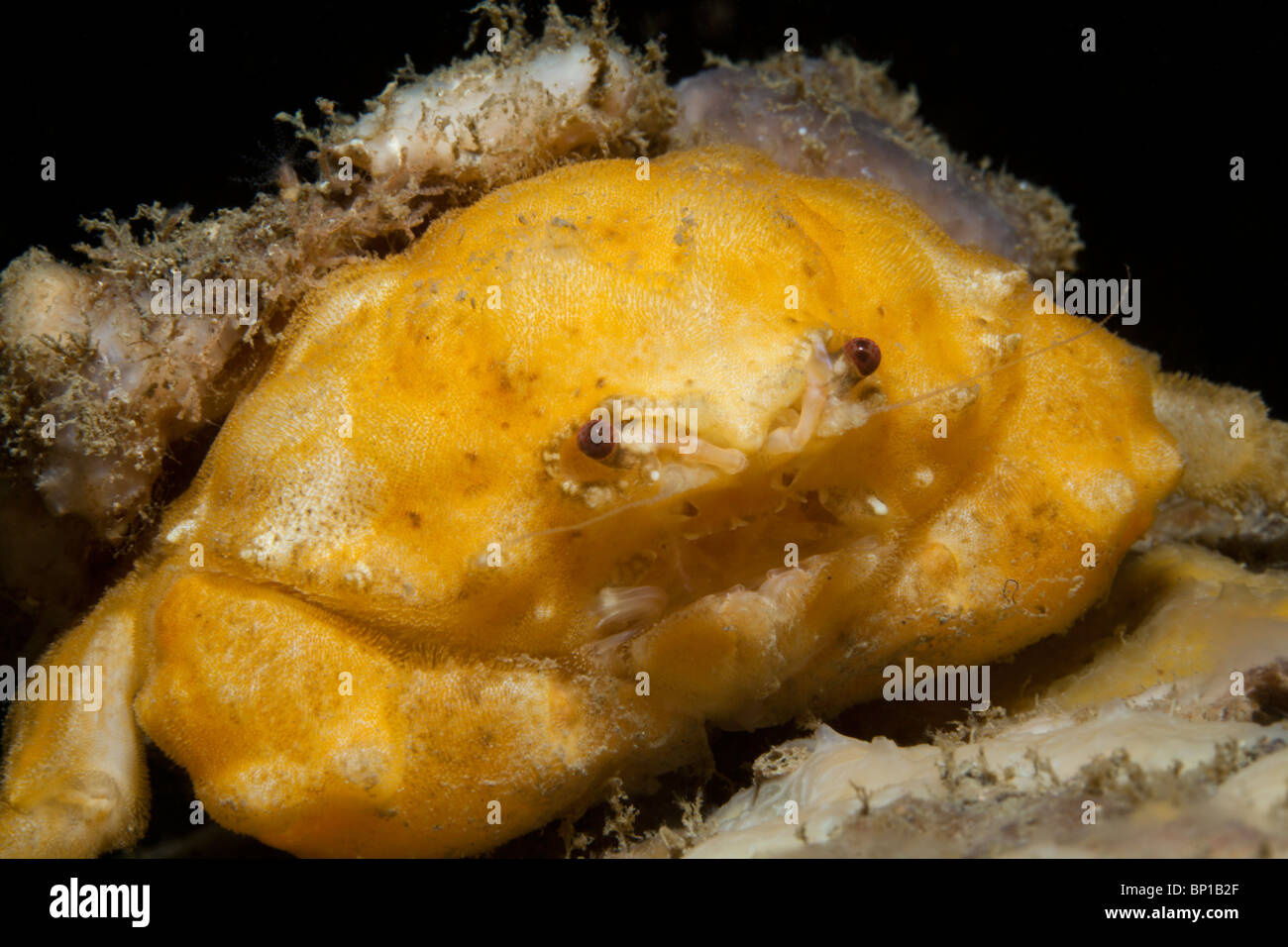 Yellow Sponge Crab camouflages with Sponge, Dromia personata, Cap de ...