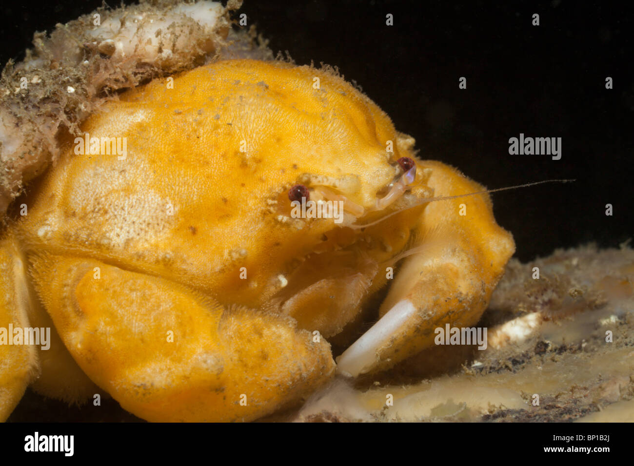 Yellow Sponge Crab camouflages with Sponge, Dromia personata, Cap de ...