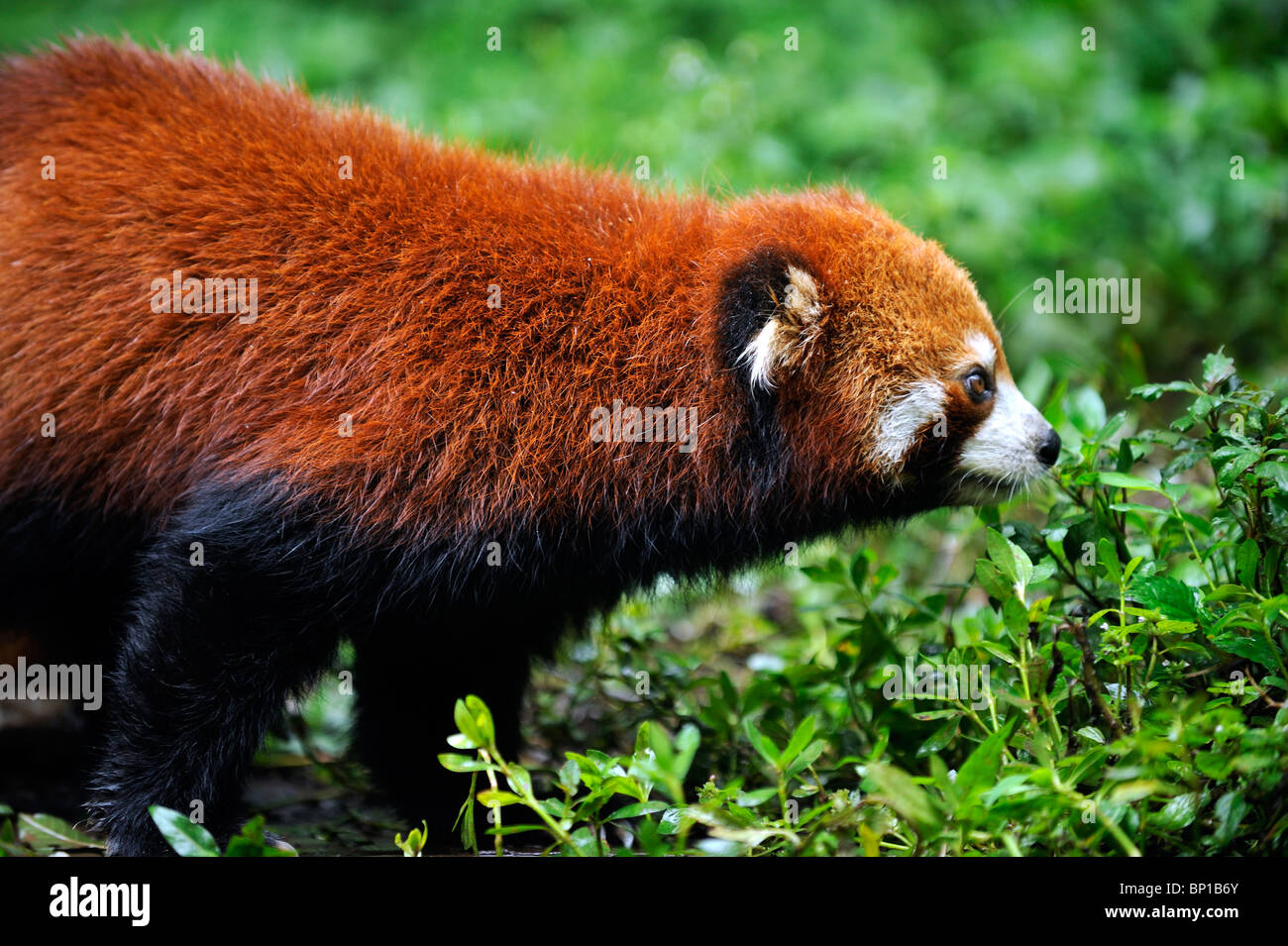 A red panda at Chengdu Panda Base in Sichuan province, China. 25-Jul ...
