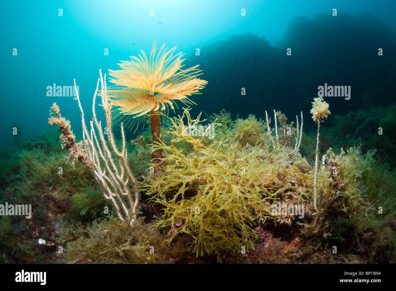 Spiral Tube Worm on Reef, Spirographis spallanzani, Cap de Creus, Costa ...