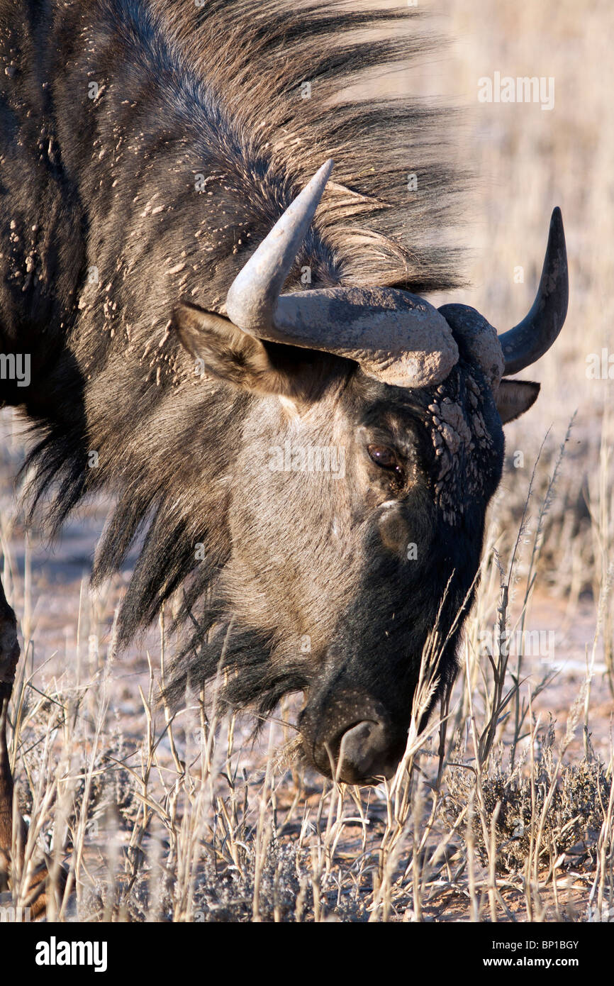 Gnu or wildebeest in the Kgalagadi Transfrontier Park South Africa and ...
