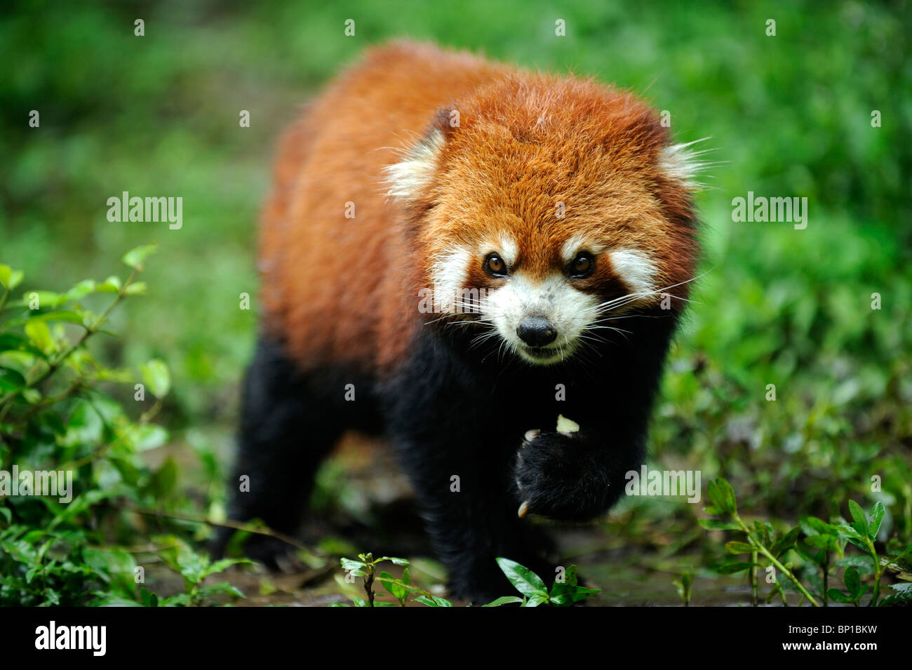 Red panda chengdu china hi-res stock photography and images - Alamy