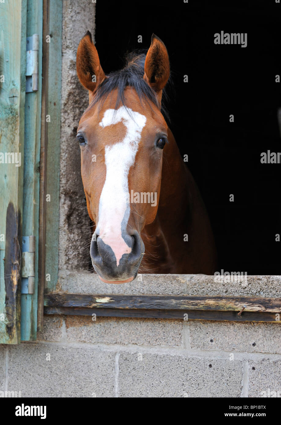 Horse head image Stock Photo - Alamy