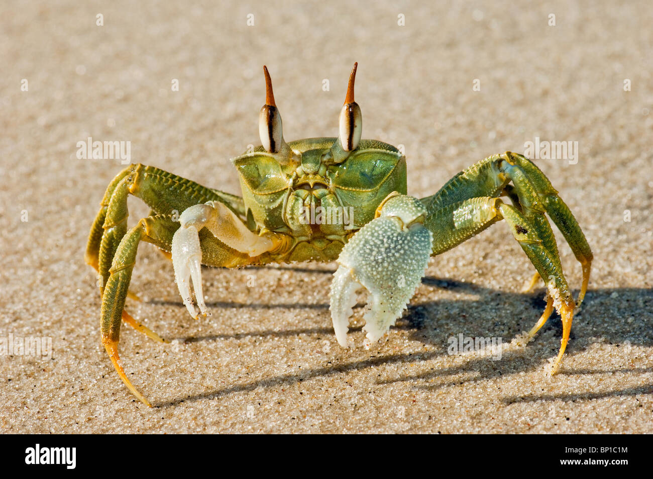 handed horned ghost green crab madagascar Nosy Kely beach runner run ...