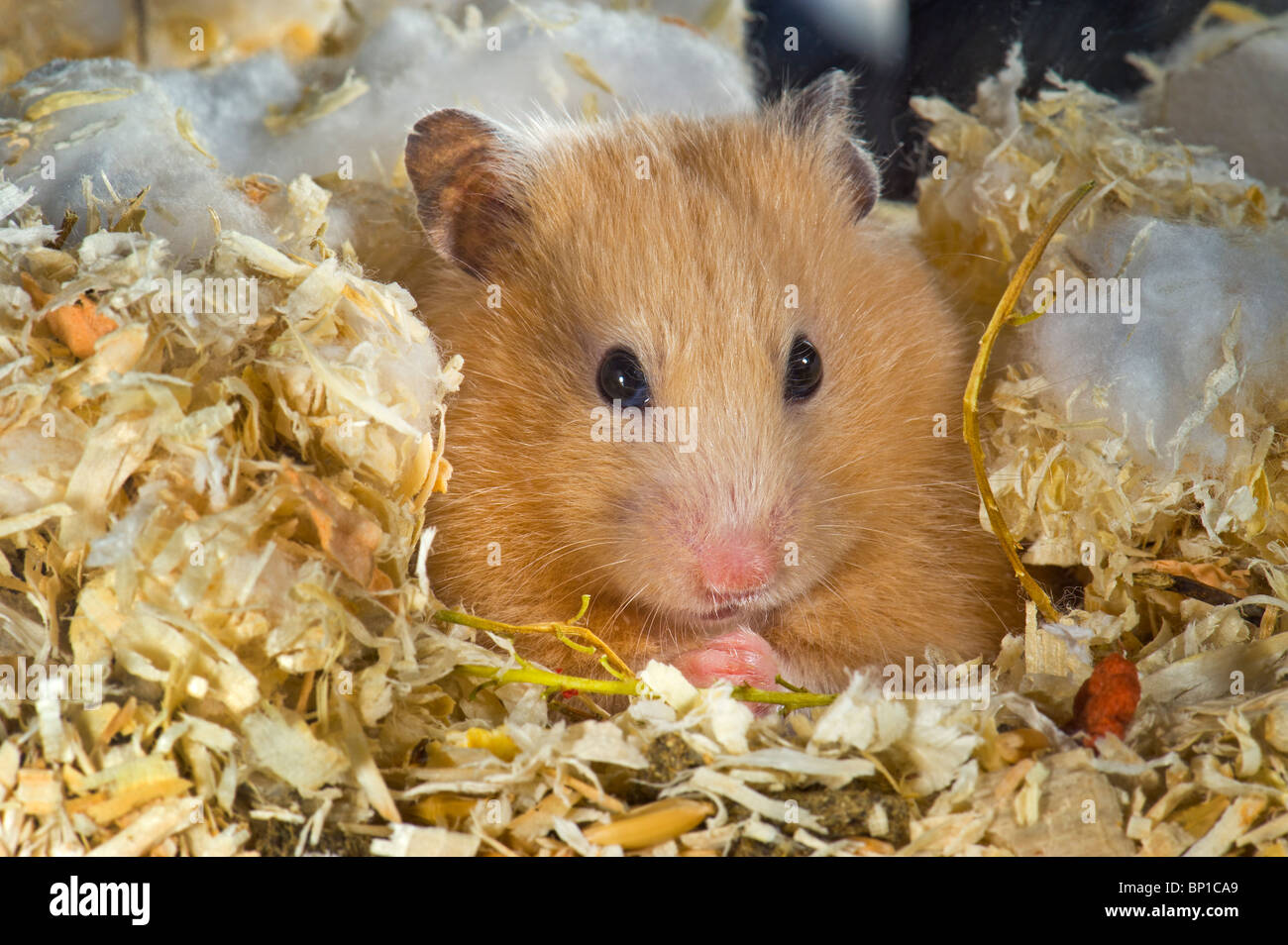 cream colored hamster sit sitting up upright dark background Hamster ...