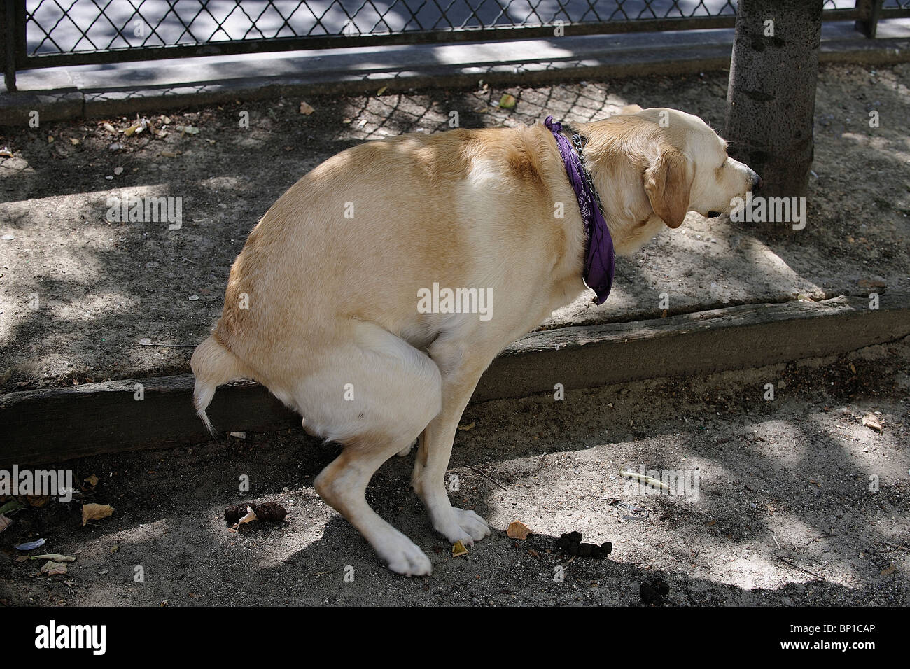 Defecating hi-res stock photography and images - Alamy