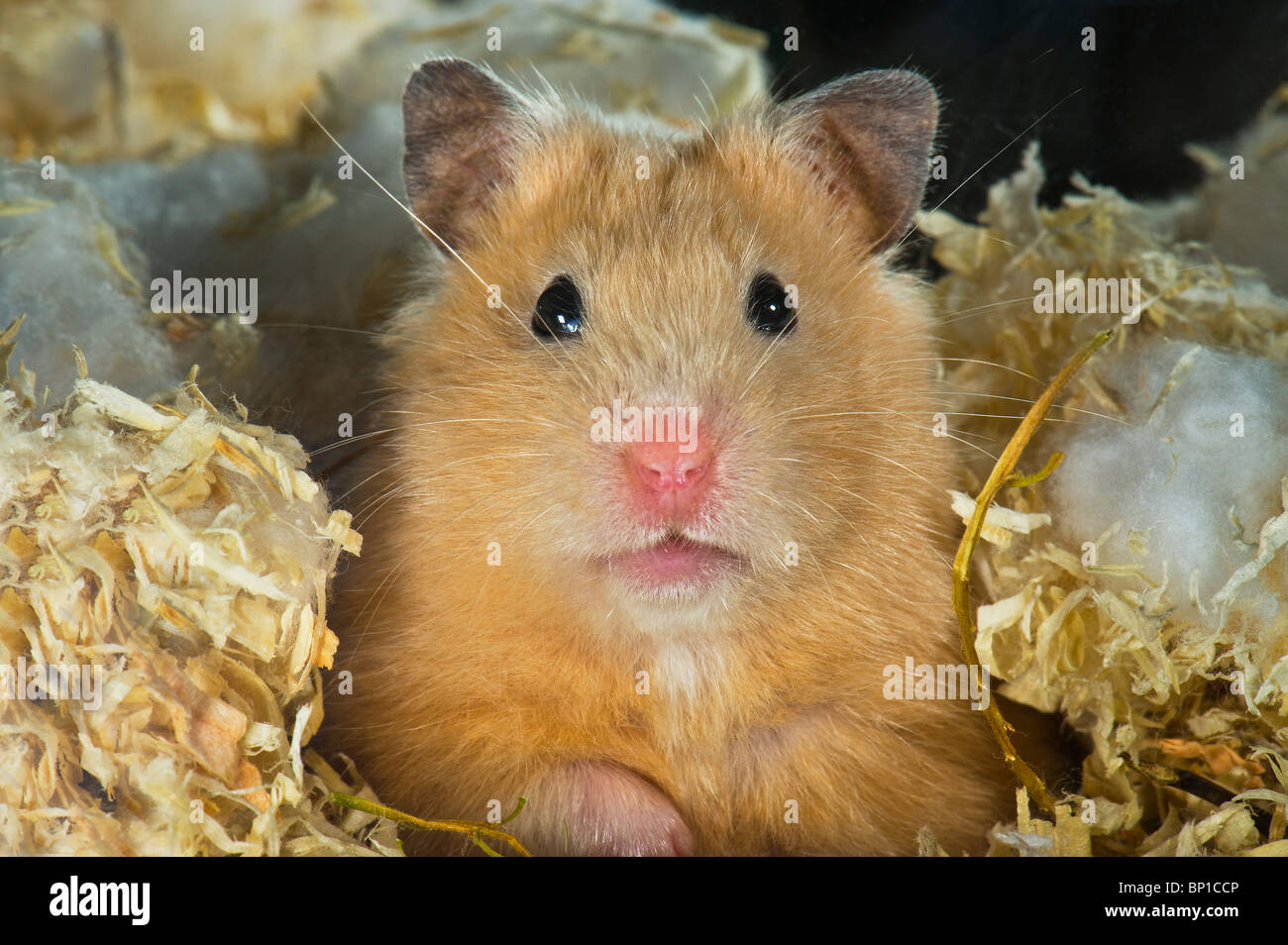 cream colored hamster sit sitting up upright dark background Hamster ...