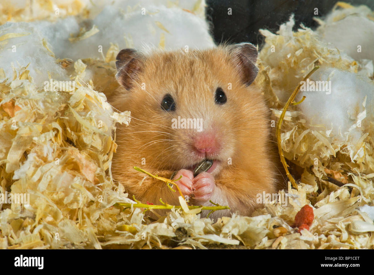 cream colored hamster sit sitting up upright dark background Hamster ...