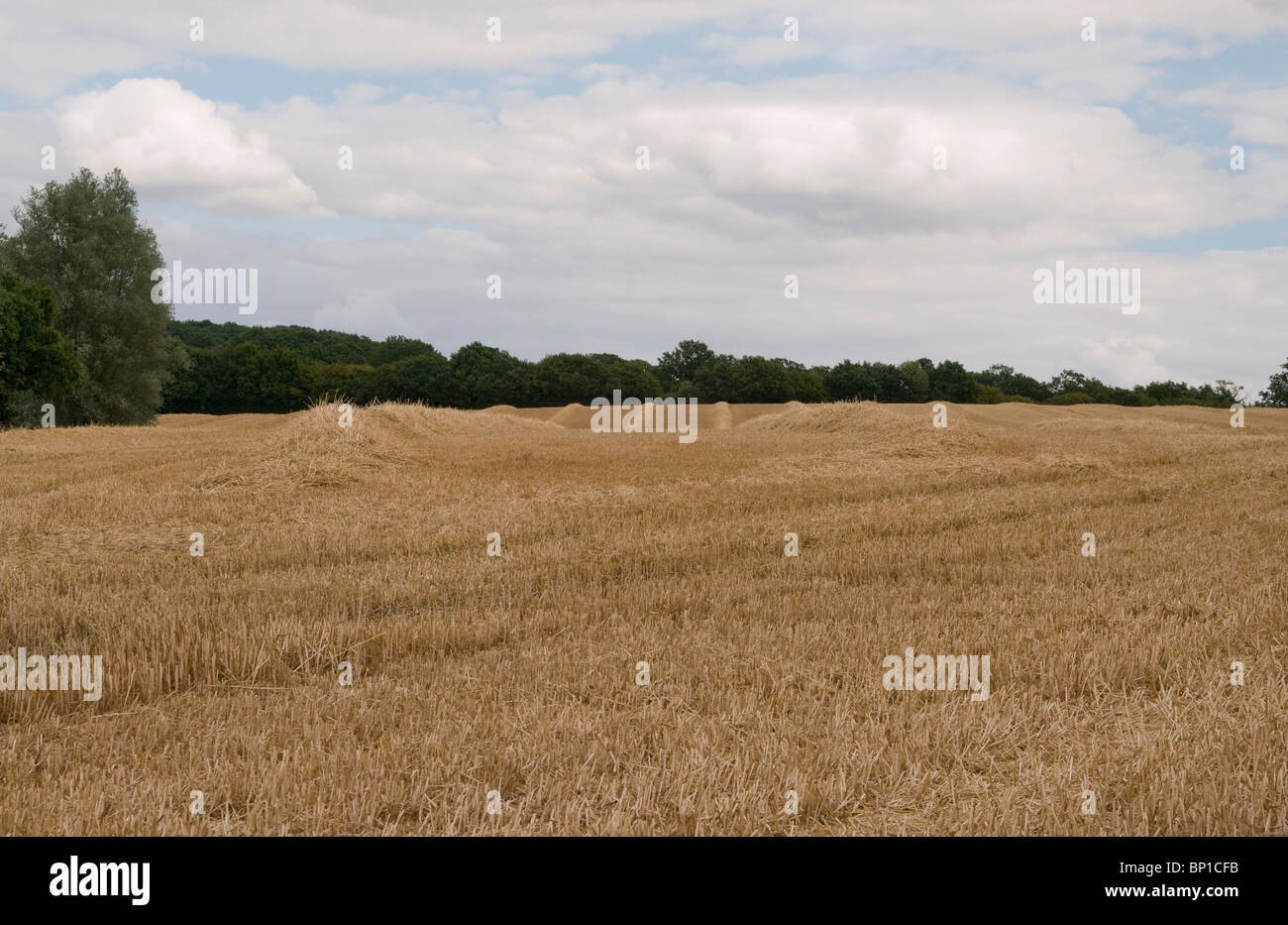 CUT WHEAT FIELD Stock Photo - Alamy