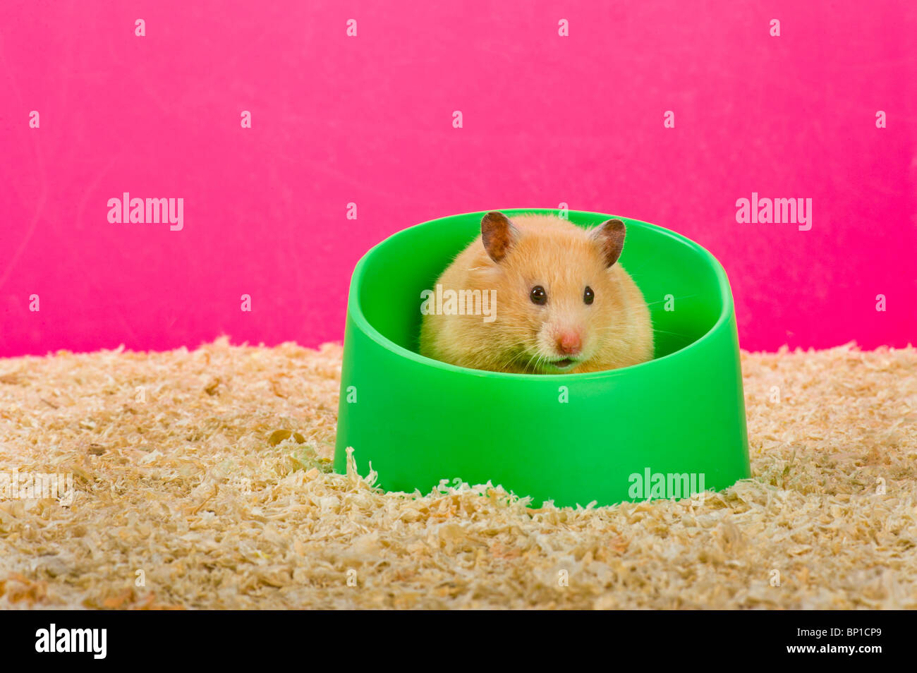 cream colored hamster sit sitting up upright dark background Hamster ...