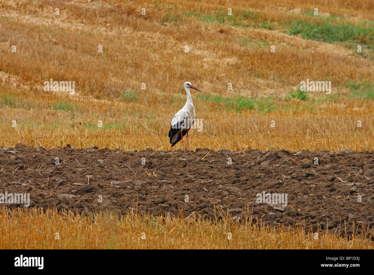 Stork farm stork bird hi-res stock photography and images - Alamy