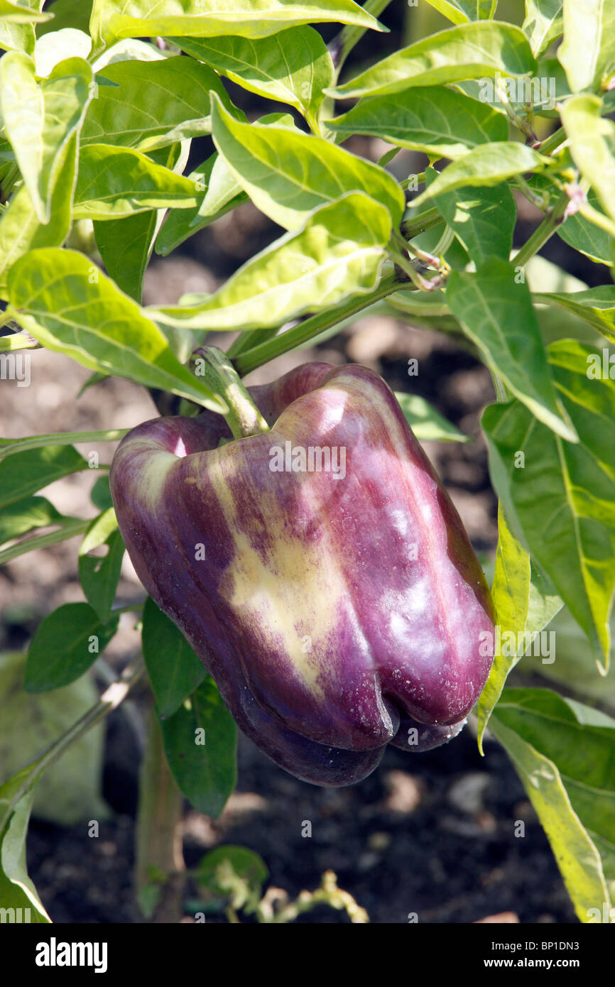 Tequila bell pepper Stock Photo - Alamy