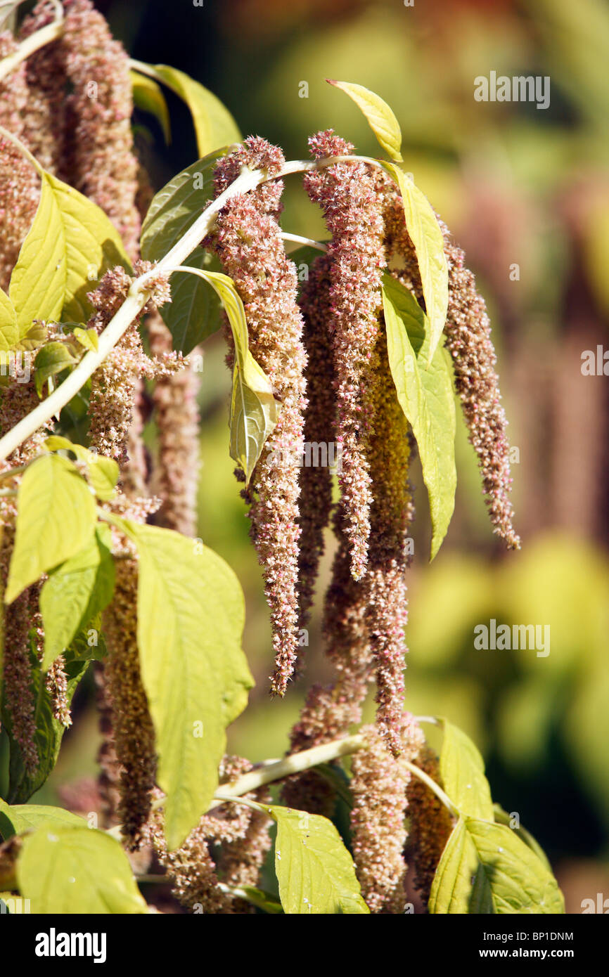 Amaranth hi-res stock photography and images - Alamy