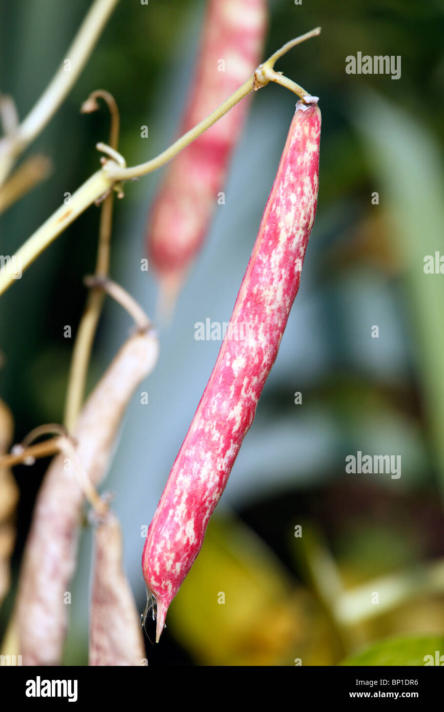 Lady Di runner bean Stock Photo - Alamy