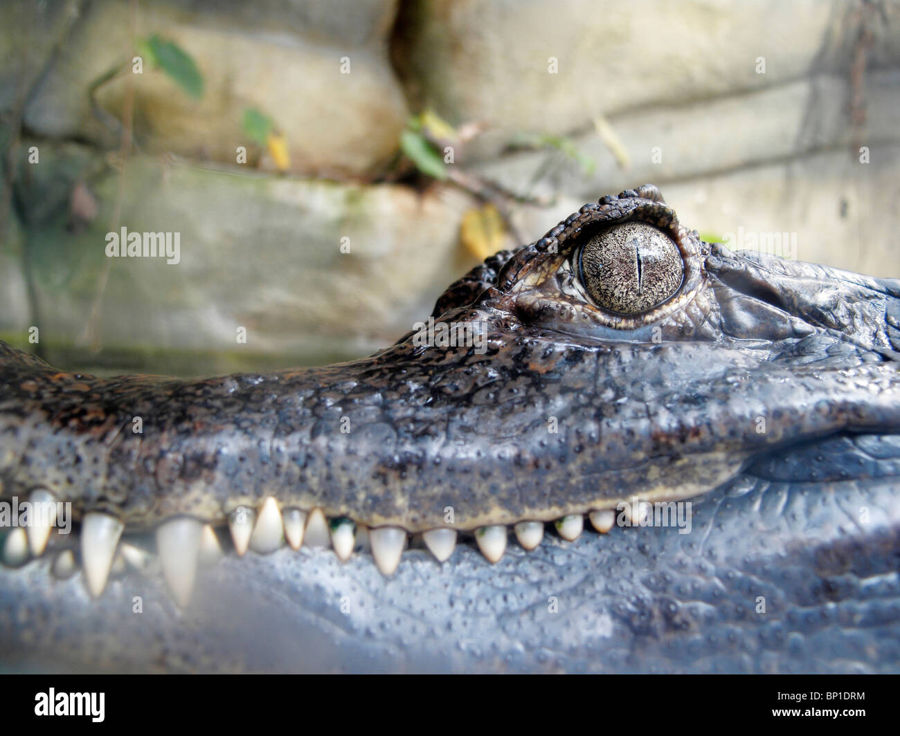 Crocodilus hi-res stock photography and images - Alamy