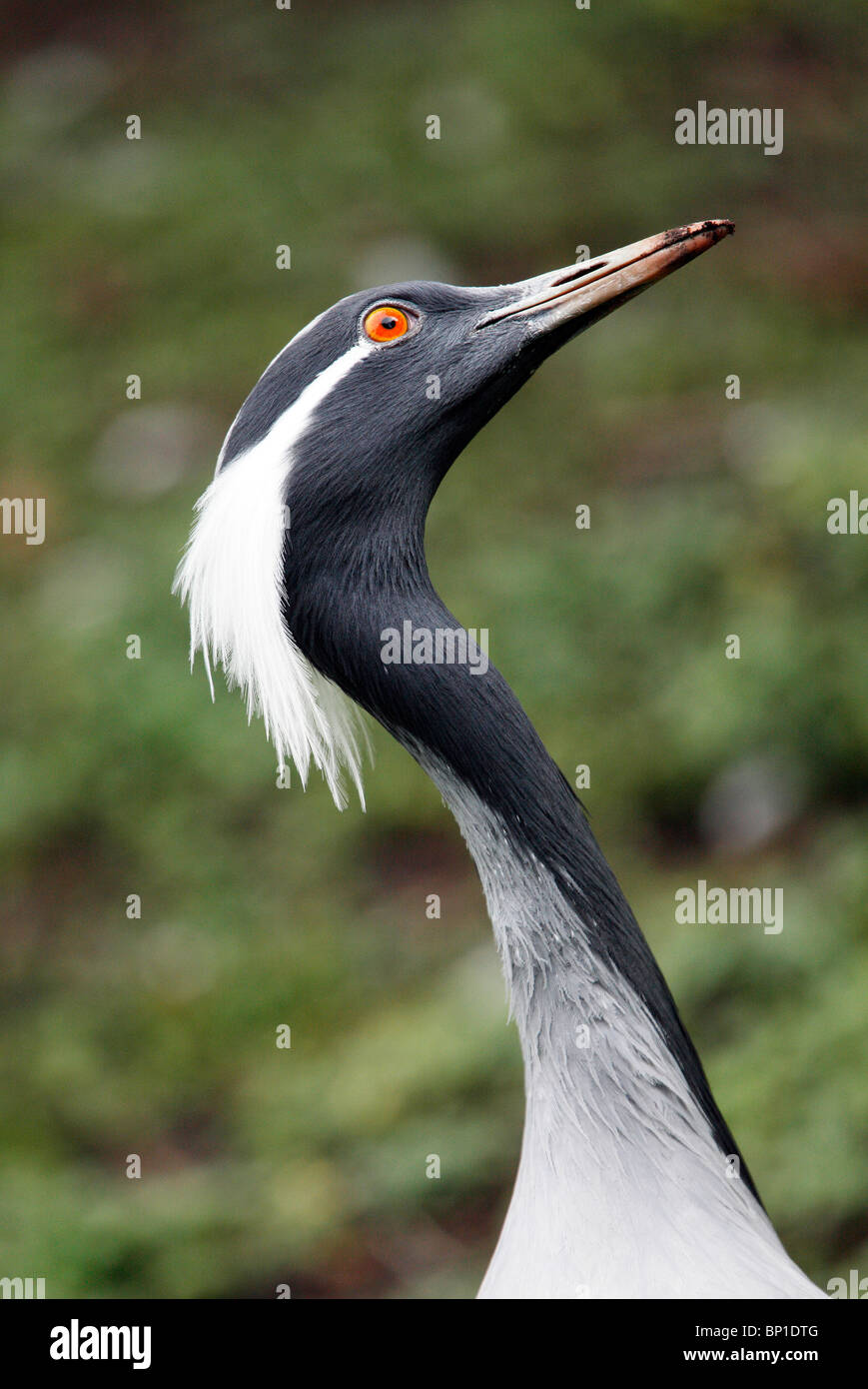 Demoiselle crane hi-res stock photography and images - Alamy