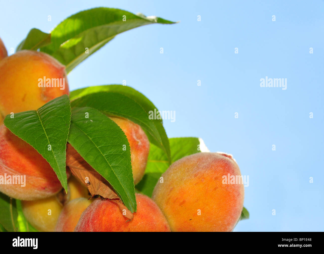 Peaches on tree Stock Photo - Alamy