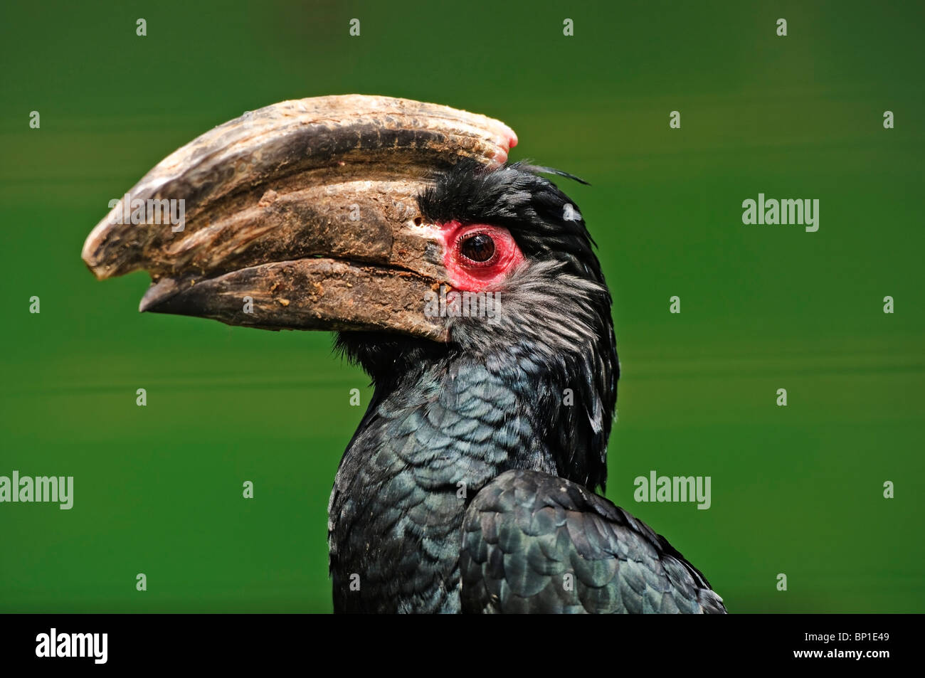 Close up of a Trumpeter Hornbill, Bycanistes bucinator Stock Photo - Alamy
