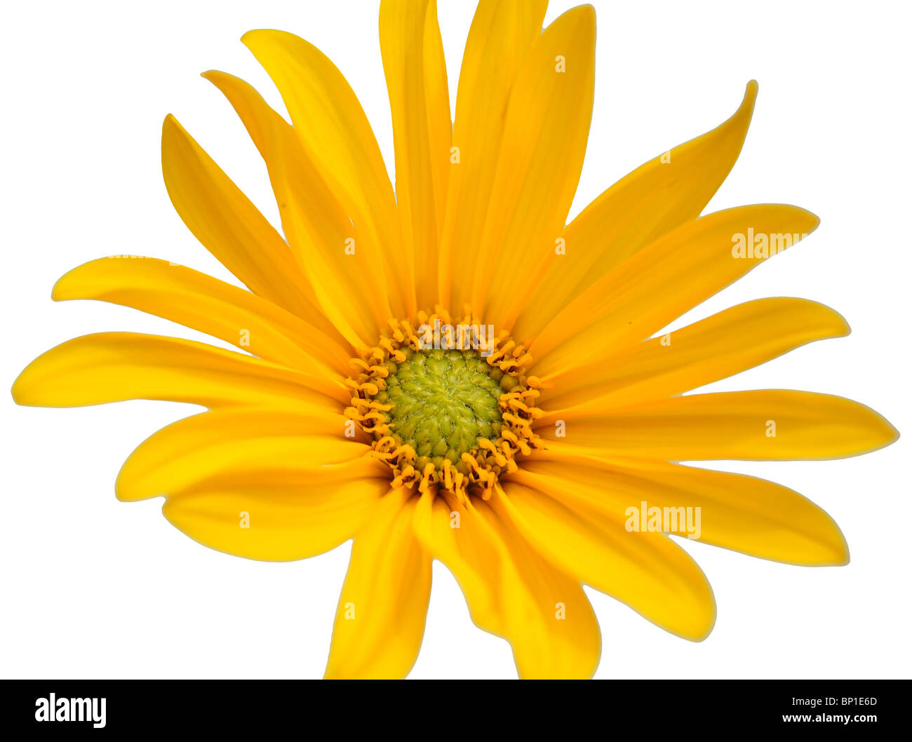 Small bloom sunflower Cut Out Stock Images & Pictures - Alamy